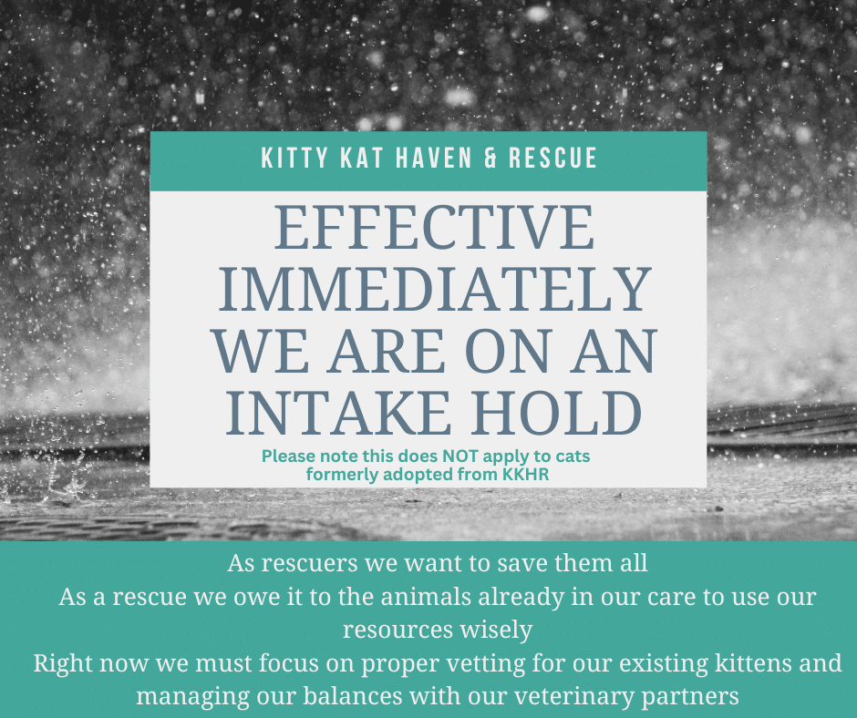Kitty Kat Haven & Rescue – Finding our feline friends furrever homes