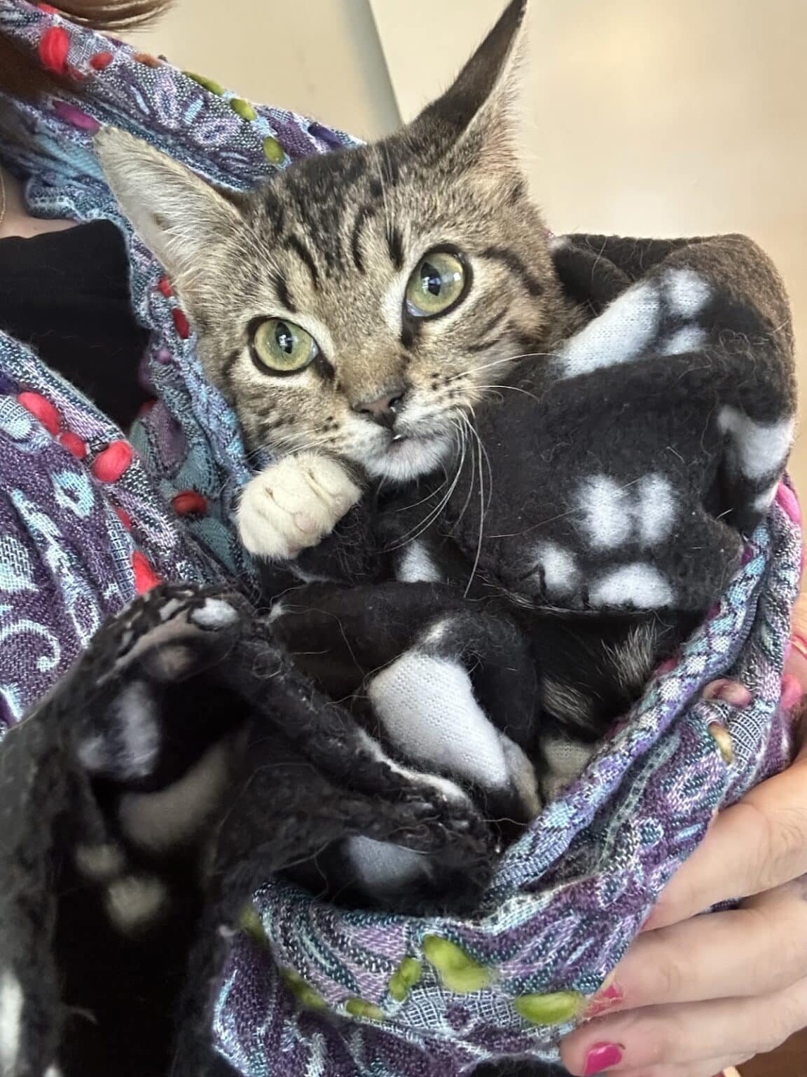 Jody and Marjorie: A Foster Love Story I Never Saw Coming – Kitty Kat ...